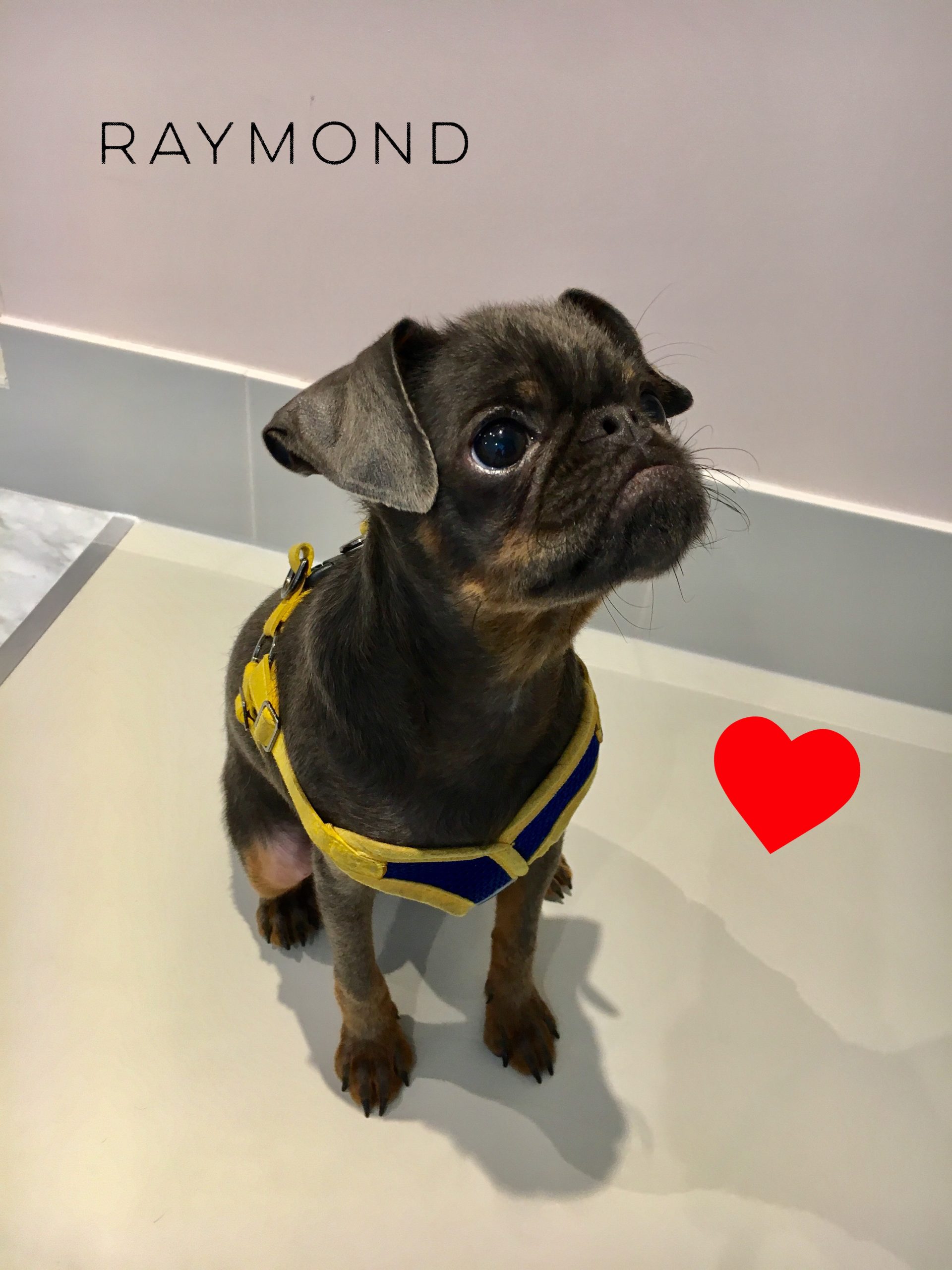 Découvrir le petit brabançon - VETINPARIS